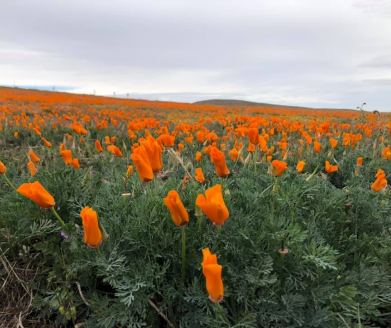 california poppy reserve - LA Dreaming